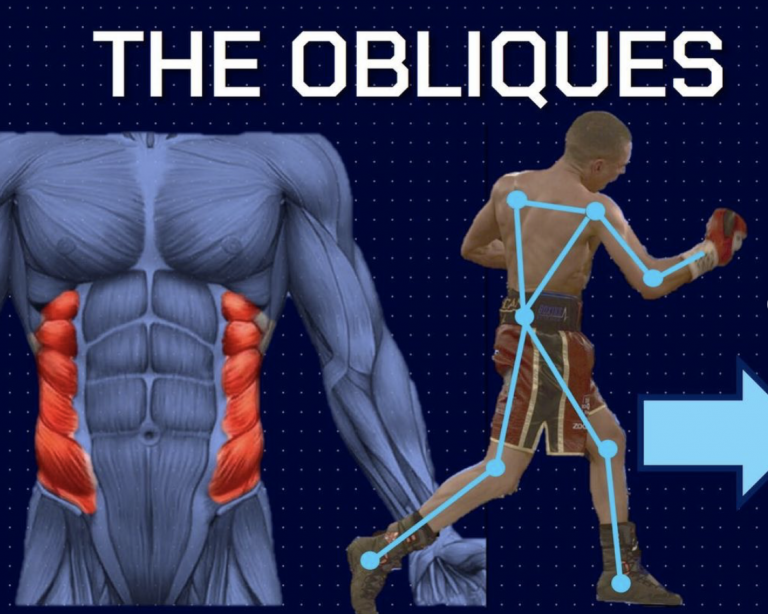 ANATOMY FOR BOXING: THE OBLIQUES - Boxing Science